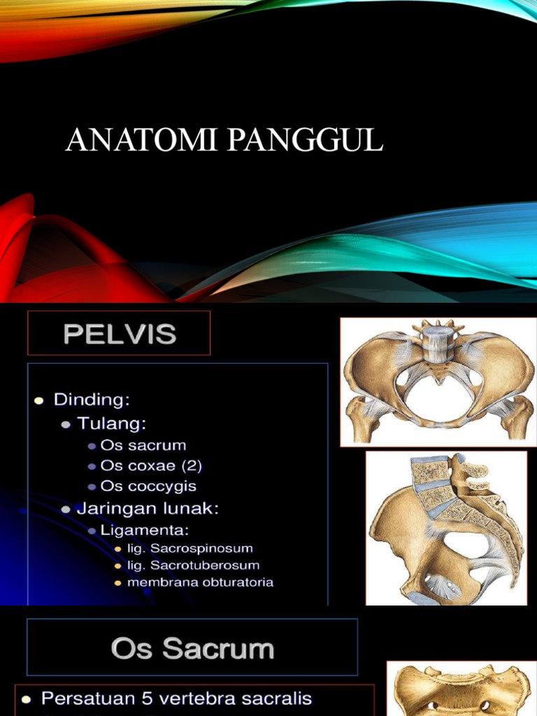 Anatomi Panggul | PDF