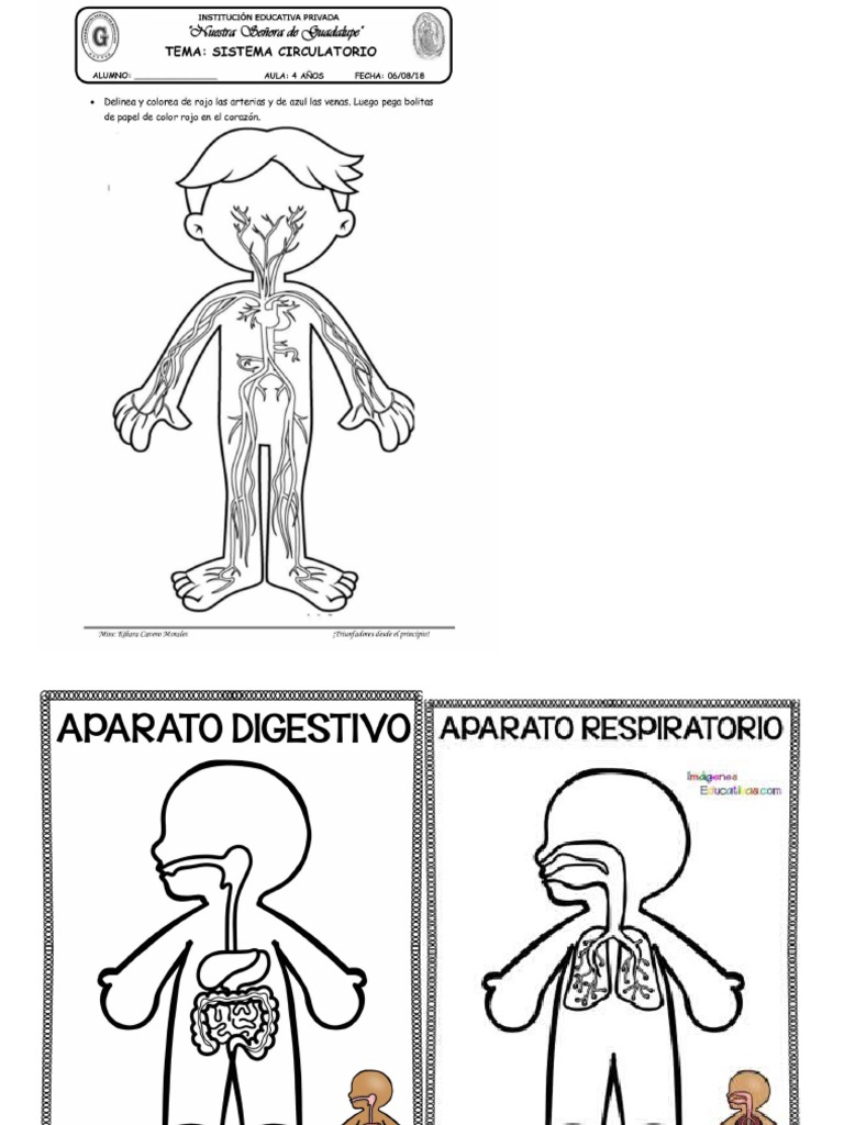 Sistema Circulatorio | PDF