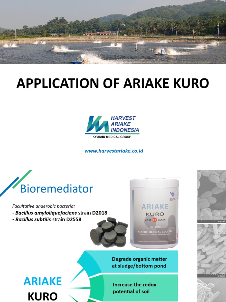 Kuro presentation | PDF | Bacillus | Chemical Substances