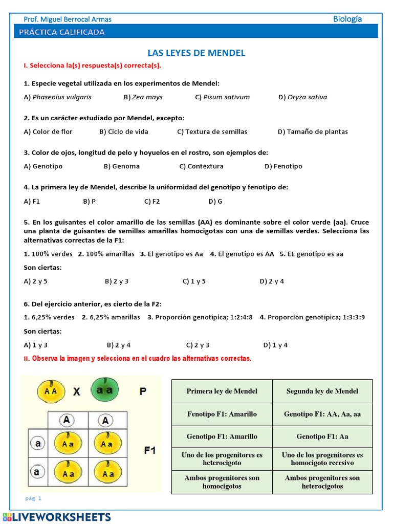 Leyes de Mendel | PDF | Dominancia (Genética) | Biología evolucionaria