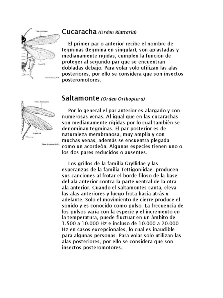 Tipos de alas en insectos voladores | PDF | Escarabajo | Mosca