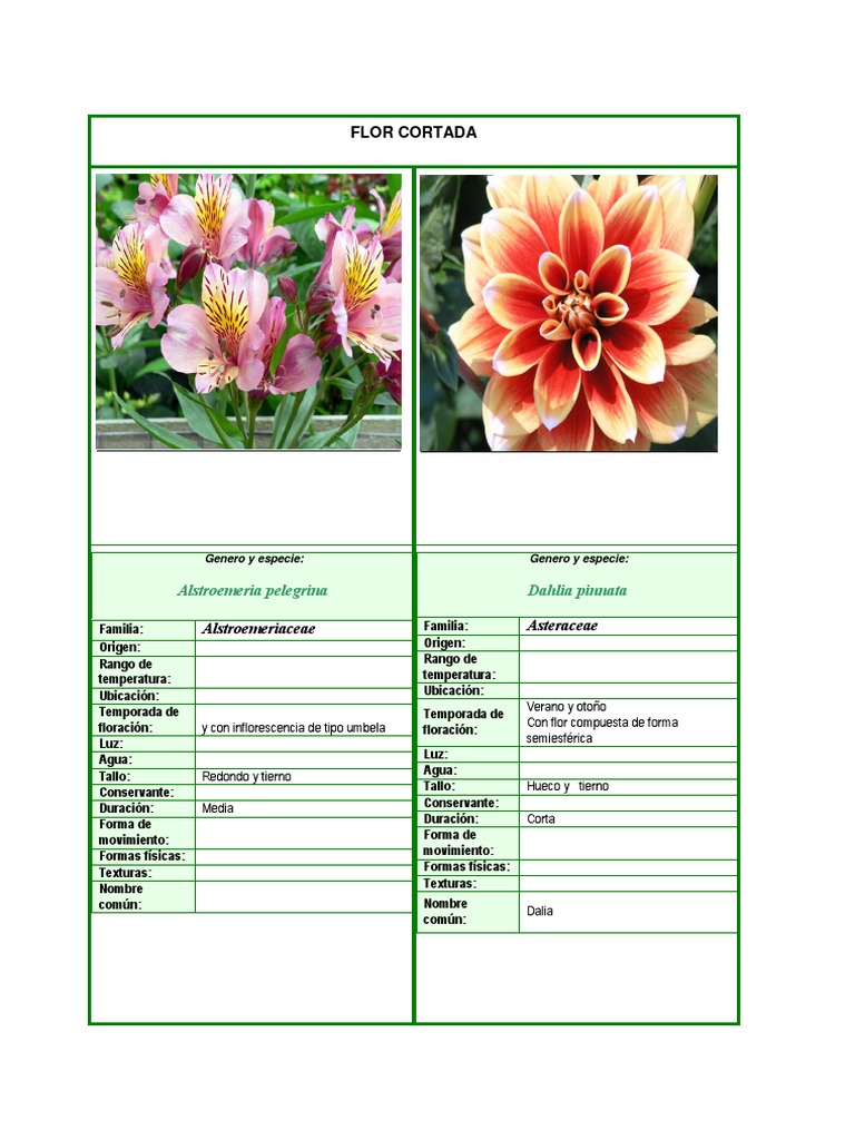 Fichas Botanicás N1 | PDF | Flores | Orchidaceae