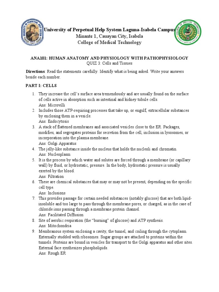 Quiz 3 Cells and Tissues | PDF | Epithelium | Cell (Biology)
