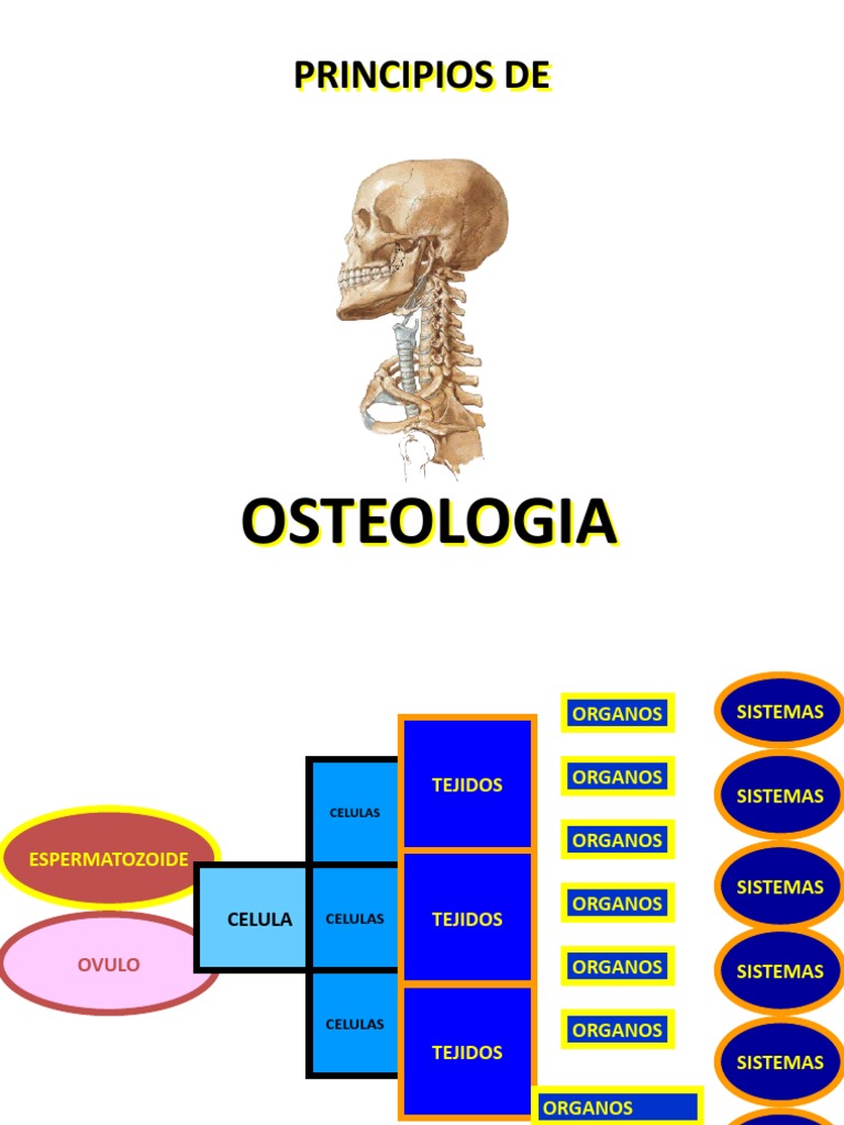 Copia de OSTEOLOGIA. | Descargar gratis PDF | Hueso | Esqueleto