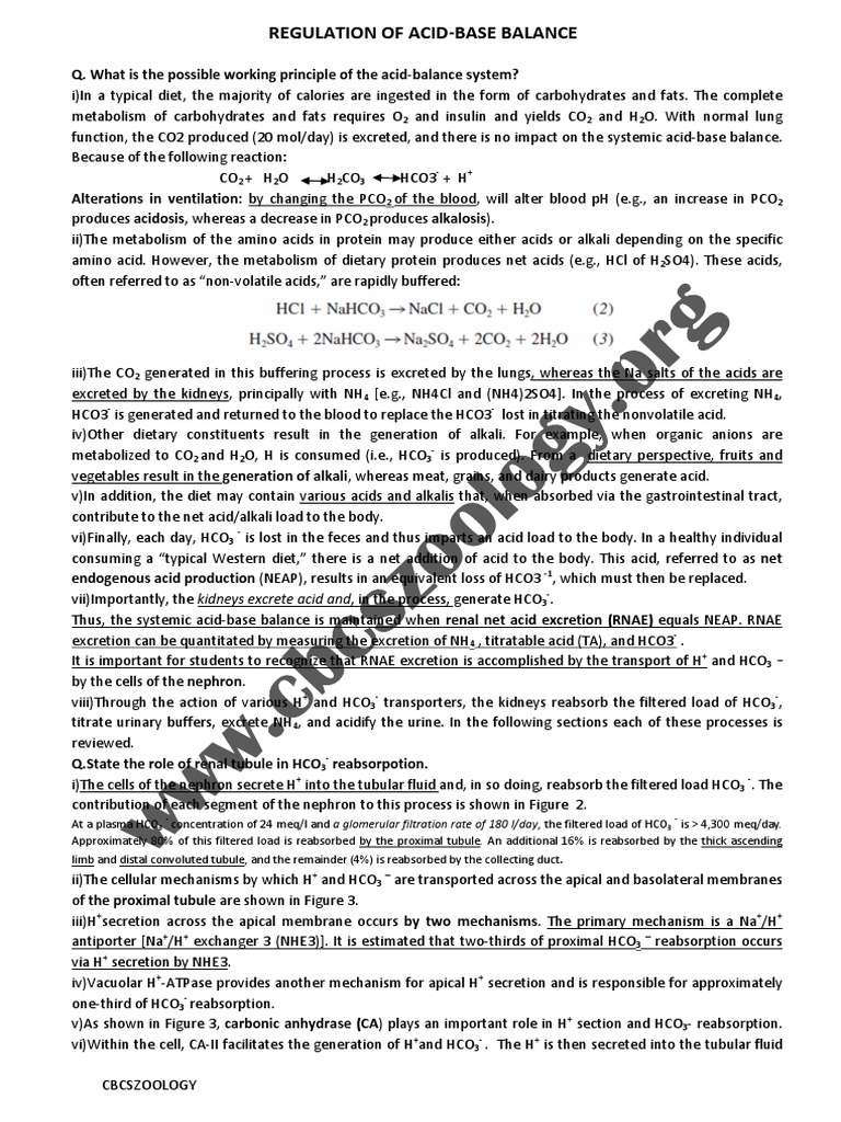 Regulation of Acid-Base Balance | PDF | Kidney | Chemistry