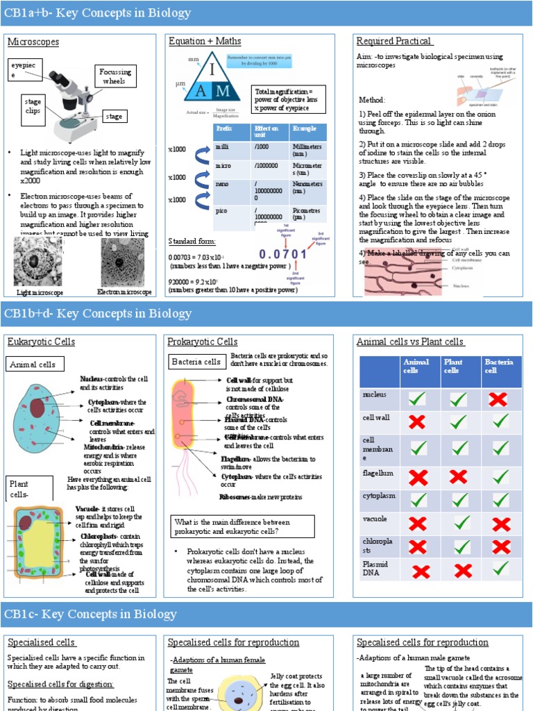 Biology Combined Knowledge Organiser | PDF | Genotype | Cell (Biology)