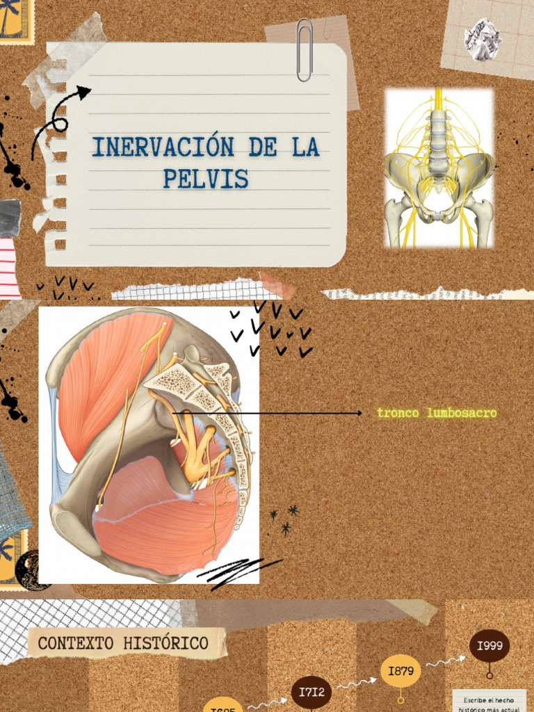 Inervación de La Pelvis | PDF