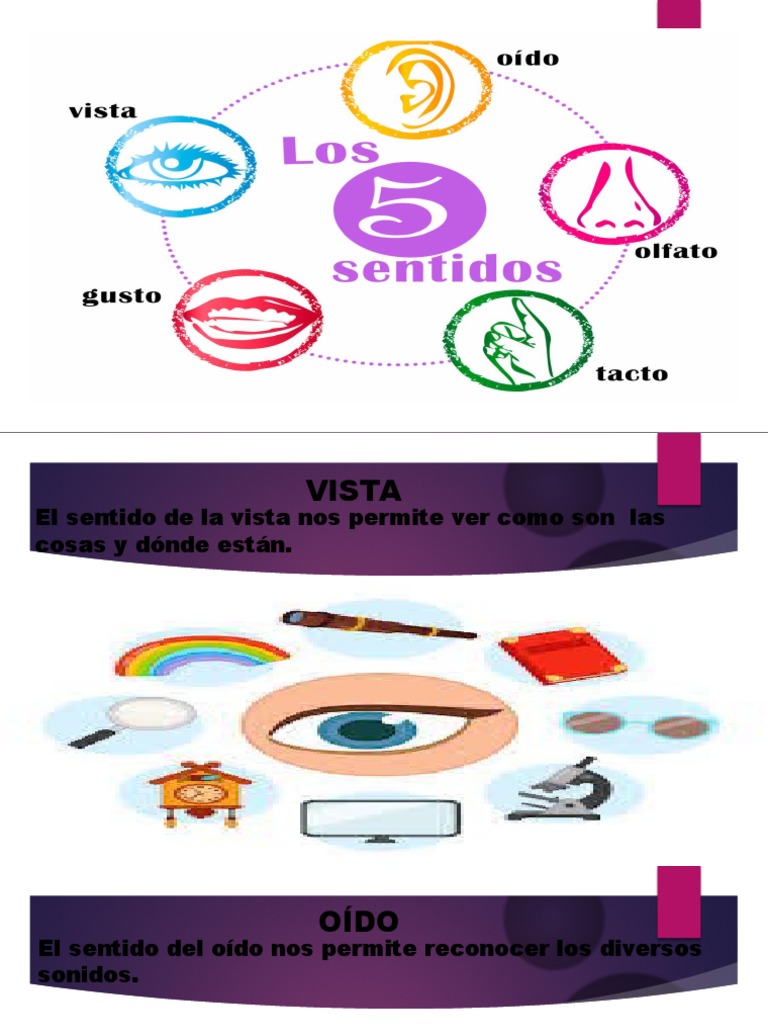 Los 5 Sentidos | PDF