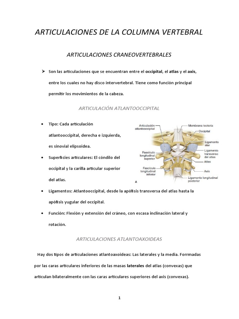 Resúmen Articulaciones de La Columna Vertebral | Descargar gratis PDF | La columna vertebral ...