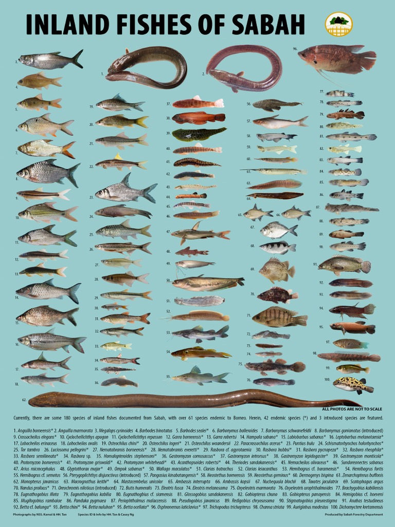 Inland Fishes of Sabah (2021) | PDF