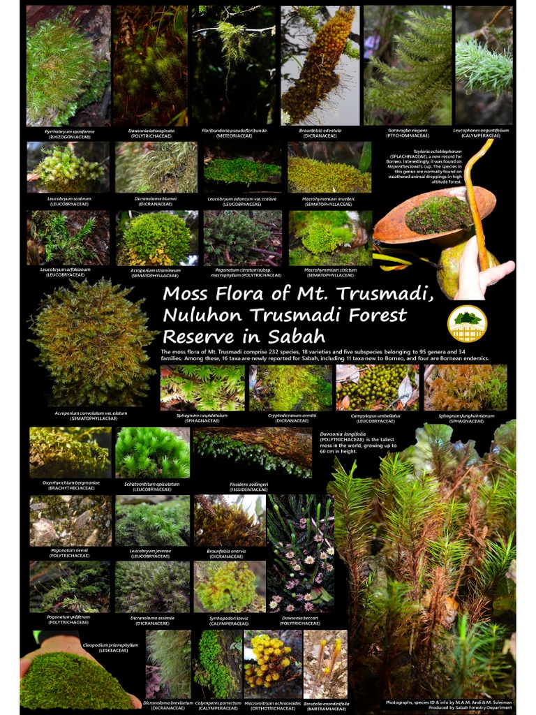 Moss Flora of Mt. Trusmadi, Nuluhon Trusmadi Forest Reserve in Sabah ...