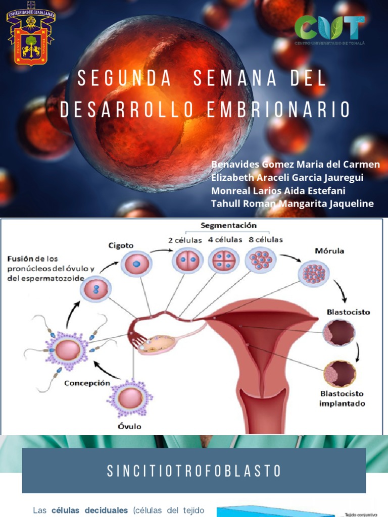 Segunda Semana Del Desarrollo Embrionario | PDF | Implantación (embrión humano) | El embarazo