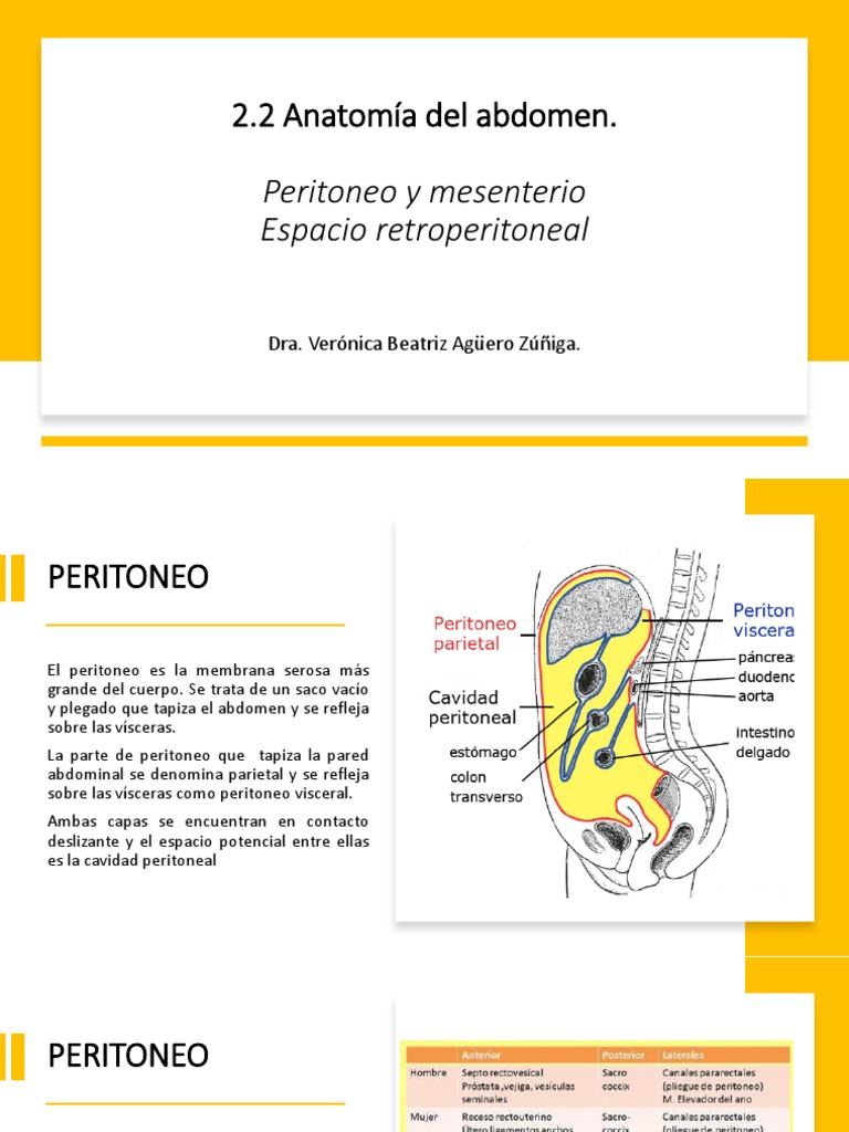 Anatomía del Peritoneo y Mesenterio | PDF | Abdomen | Peritoneo