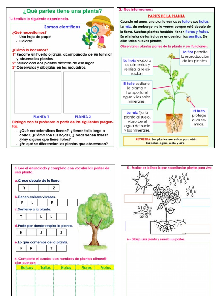 Ficha-Lunes 29-Ciencia-Partes de La Planta | PDF