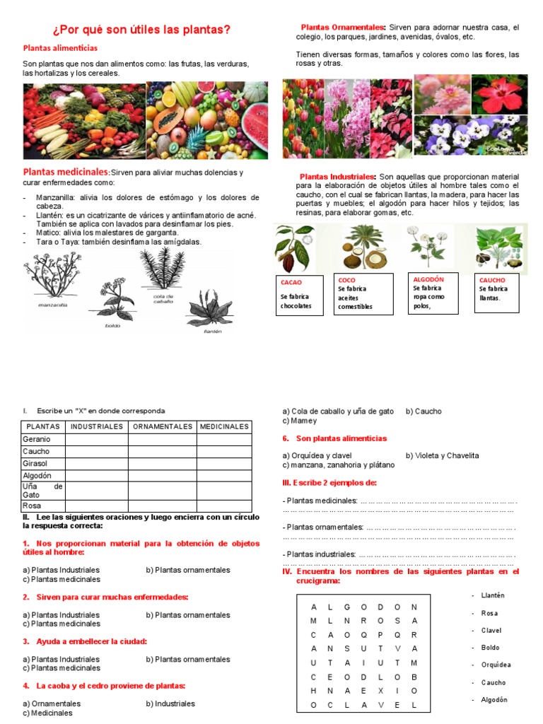 Ficha-Lunes 5-Ciencia-Utilidad de La Planta | PDF | Plantas | Agricultura