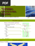 Anatomía Del Hueso Del Húmero Del Perro AnatomyLearner - El Lugar para ...