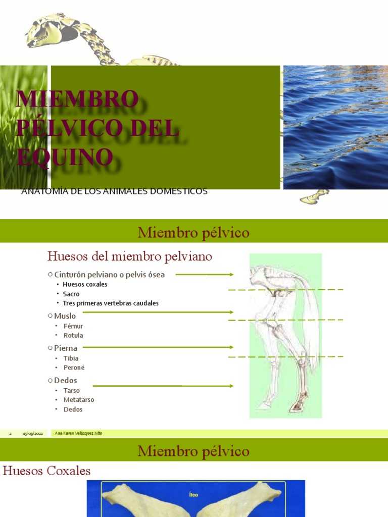 Anatomía del miembro pelviano equino | PDF | Pelvis | Sistema ...