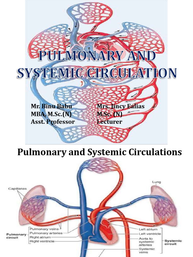 Pulmonary and Systemic Circulation | PDF
