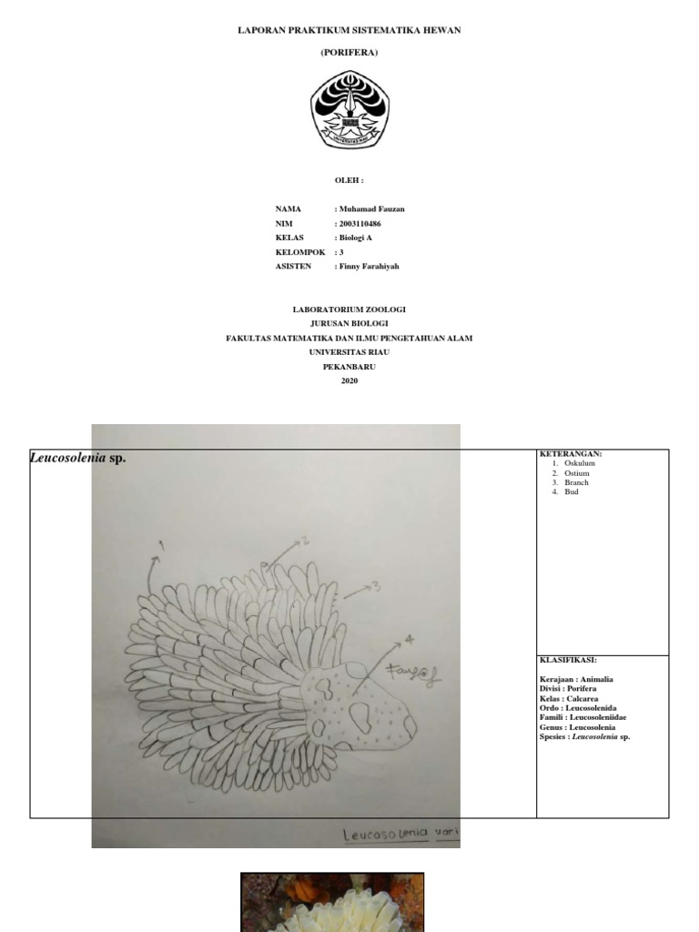 Muhamad Fauzan 2003110486 A 3 (PORIFERA) | PDF
