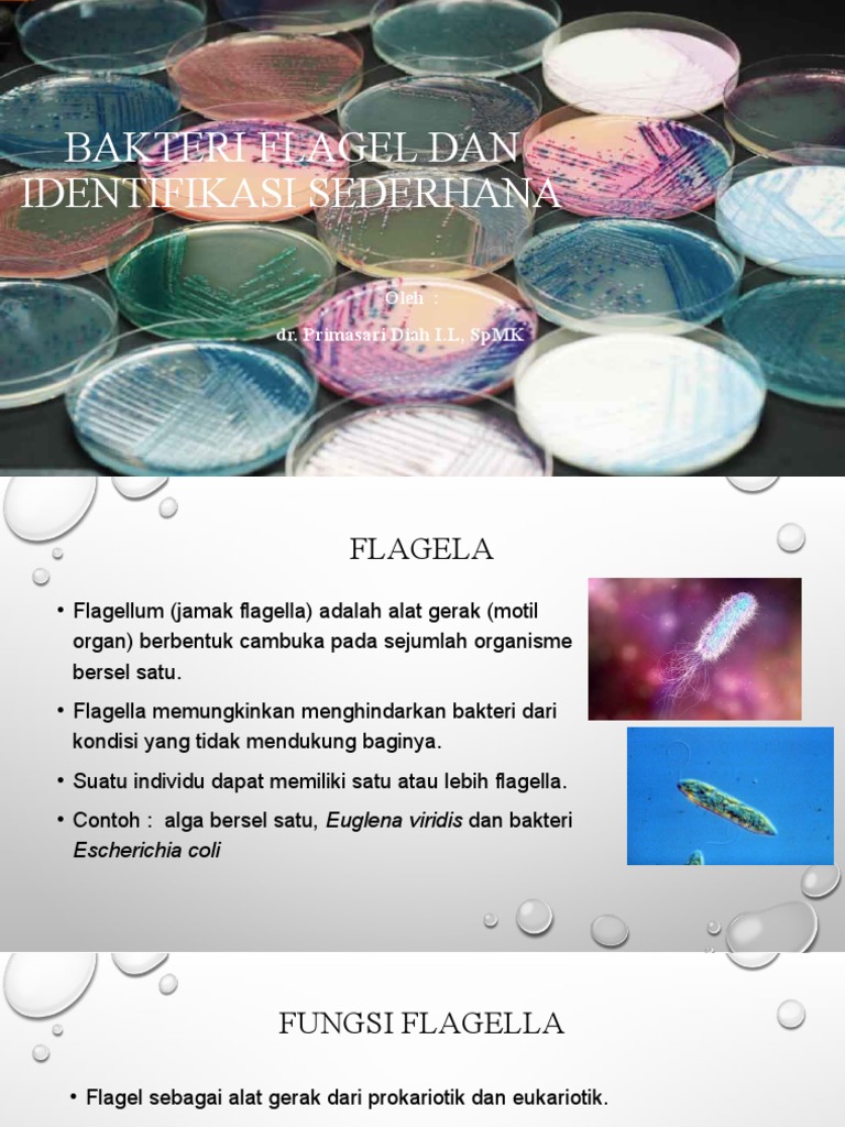 Fungsi dan Identifikasi Flagela Bakteri | PDF