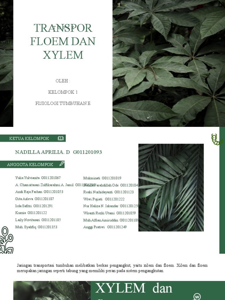 Transpor Xylem Dan Floem | PDF