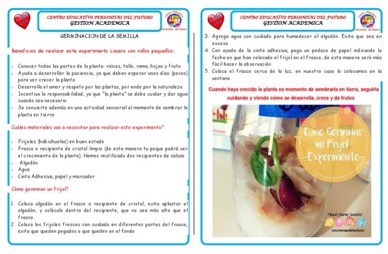 Germinacion de La Semilla: Beneficios de Realizar Este Experimento ...