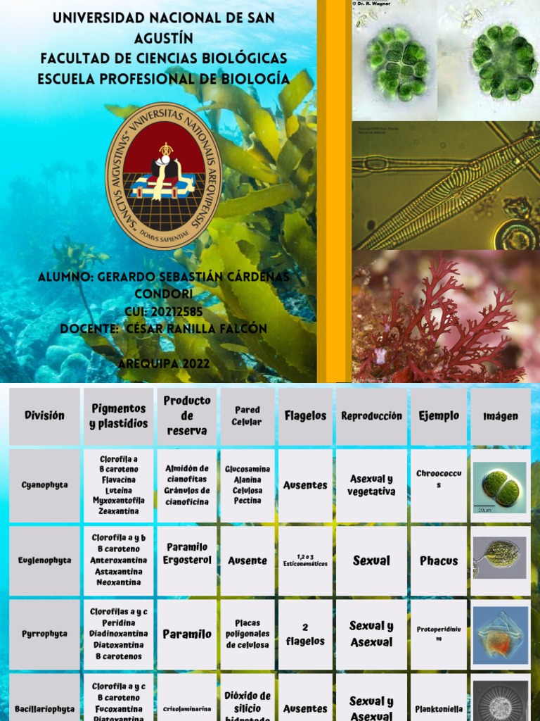 Cuadro Resúmen Algas | PDF | Algas | Eucariotas