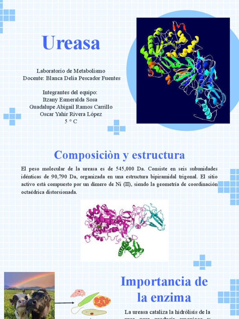 Ureasa: reacción catalizada, condiciones óptimas y métodos de ...