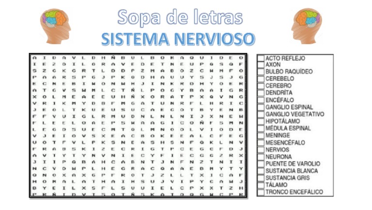 Sistema Nerviso Sopa de Letras | PDF