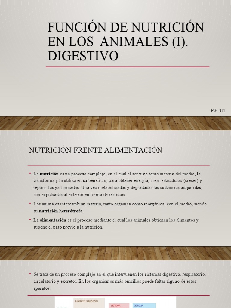 Nutrición en Los Animales (I) - Digestion | PDF | Digestión | Sistema digestivo humano
