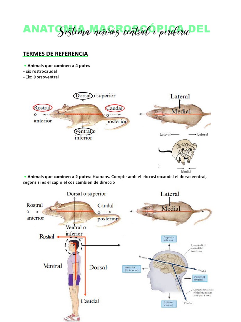 T2 Anatomia Macroscopica | PDF