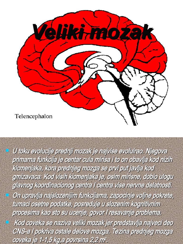 Veliki Mozak Prezentacija | PDF