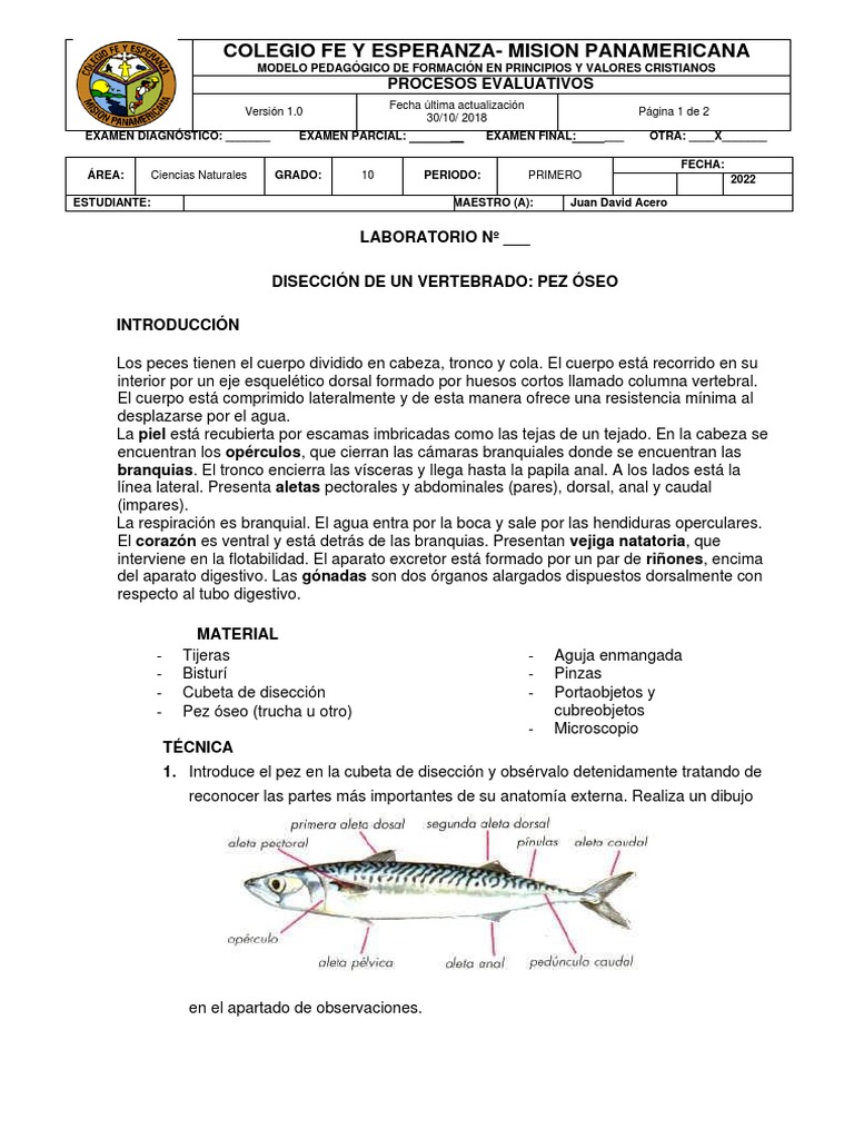 Laboratorio de Vertebrados - Pez Óseo | PDF | Pescado | Anatomía
