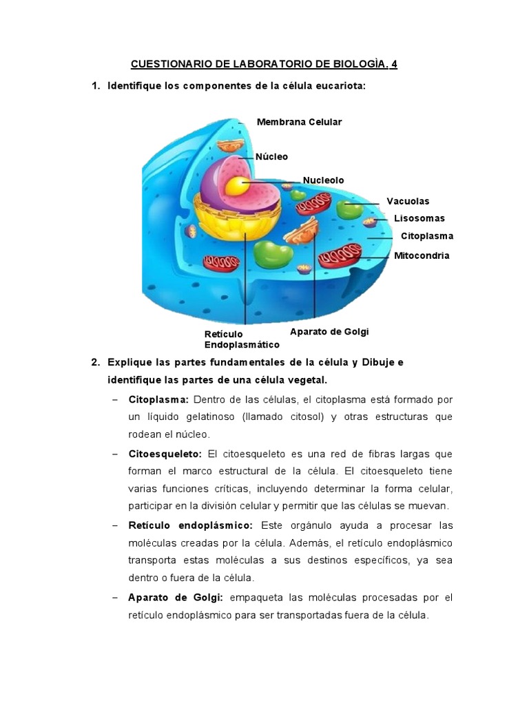 Cuestionario de II Parcial. Lab. Biología I. | PDF | Citoplasma | Biología Celular)