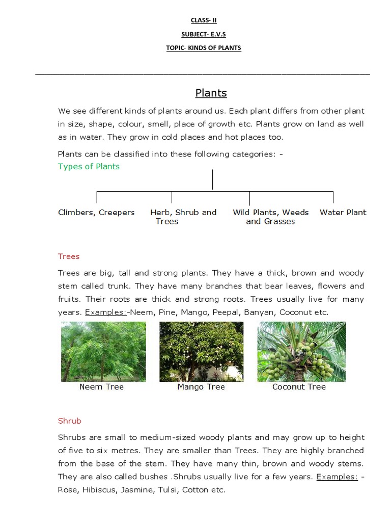 Plants | PDF | Shrub | Trees