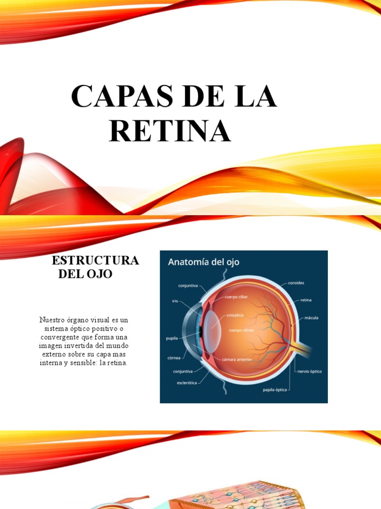 Capas de la Retina y Sus Funciones | PDF | Retina | Percepción visual
