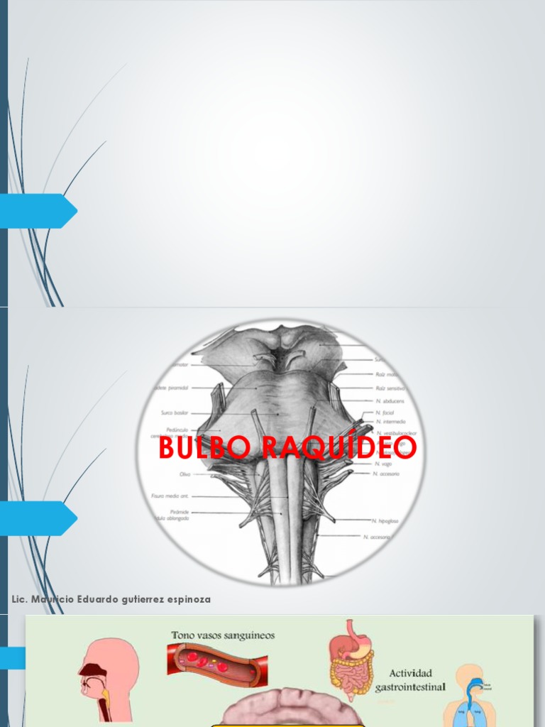 Bulbo Raquideo | PDF | Cerebelo | Anatomía humana