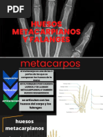 Anatomía de las Falanges de la Mano | PDF | Mano | Articulación