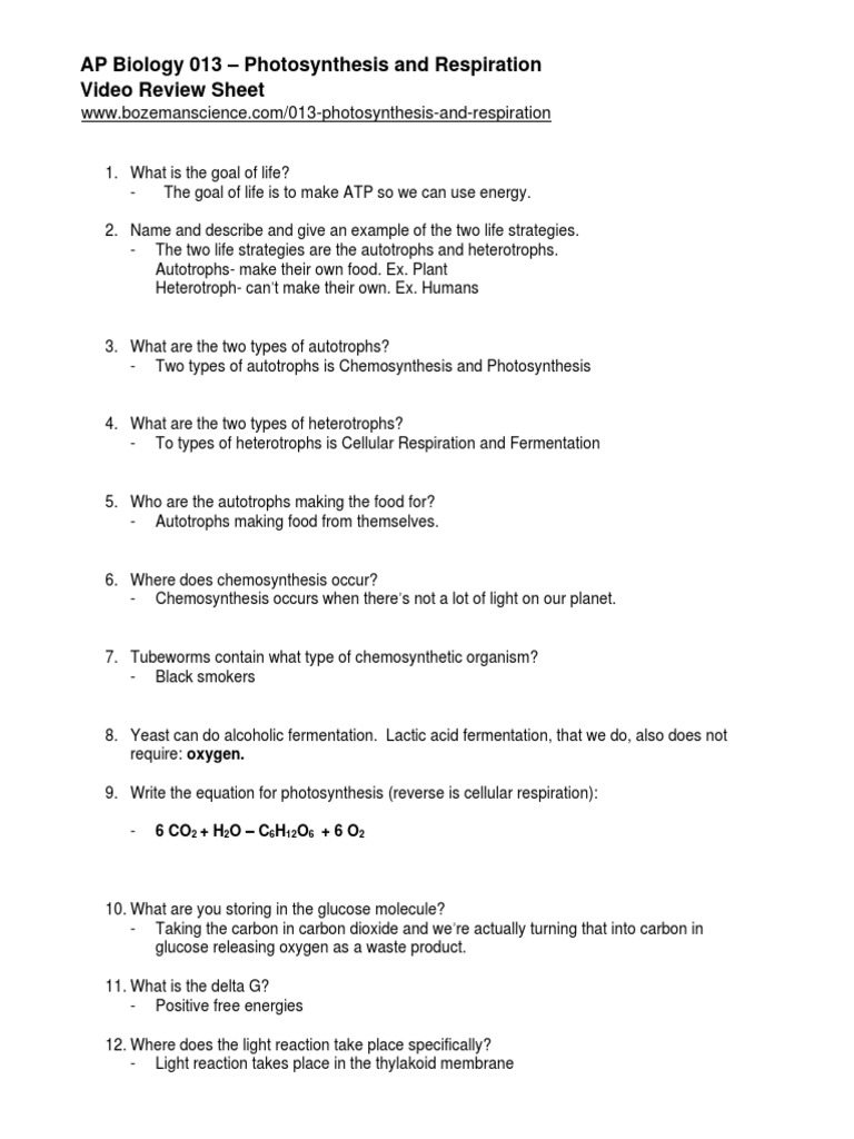 AP Bio-013 Photosynthesis Respiration Worksheet-WL | PDF | Cellular Respiration | Adenosine ...
