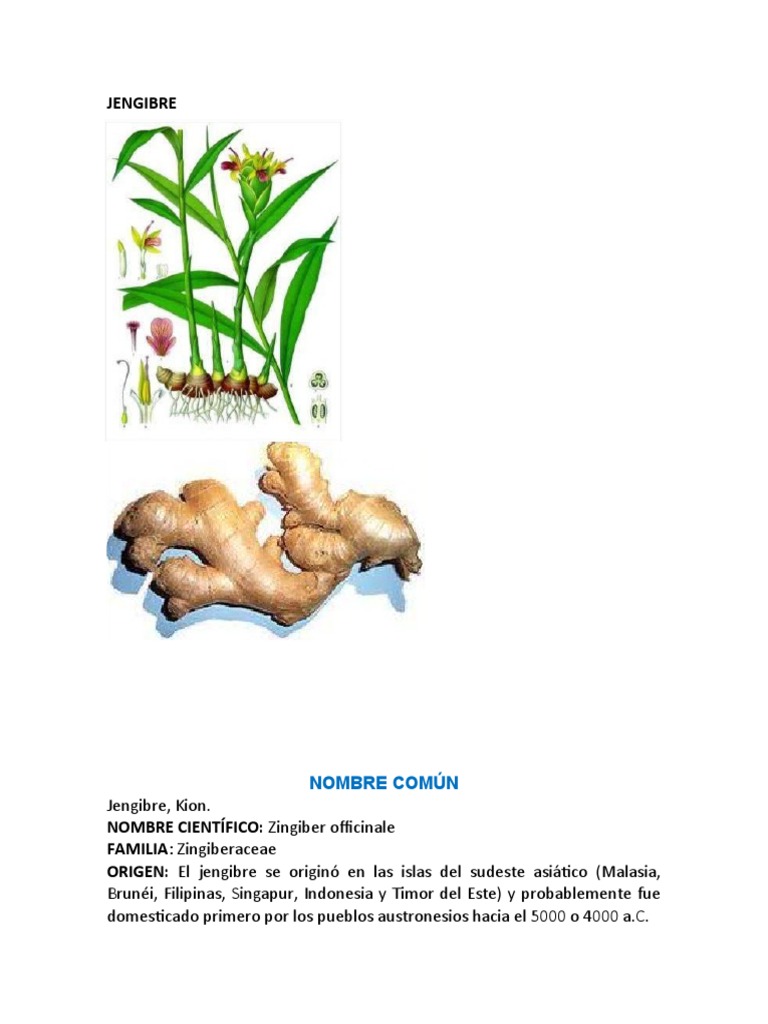 JENGIBRE | PDF | Jengibre | Medicina CLINICA