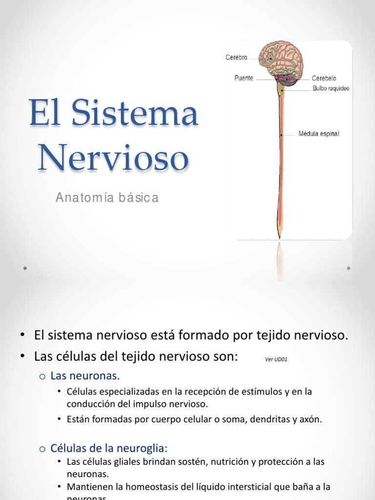 Rc-Ud03 Sistema Nervioso | PDF | Médula espinal | Cerebro
