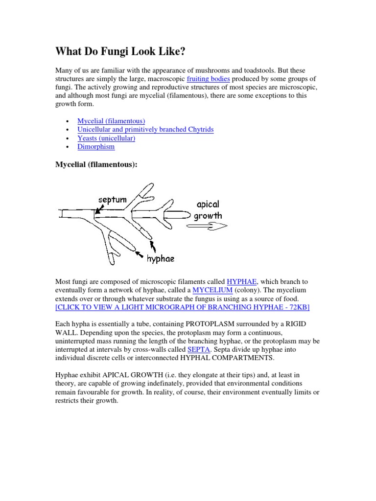 Fungi: Structure and Appearance Explained | PDF | Microorganism | Yeast