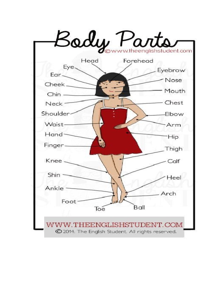 Body Parts | PDF