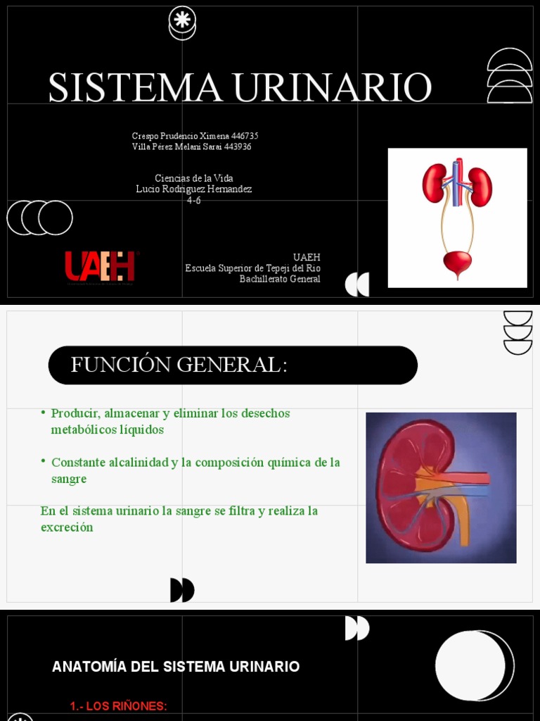 Sistema Urinario | PDF | Sistema urinario | Riñón