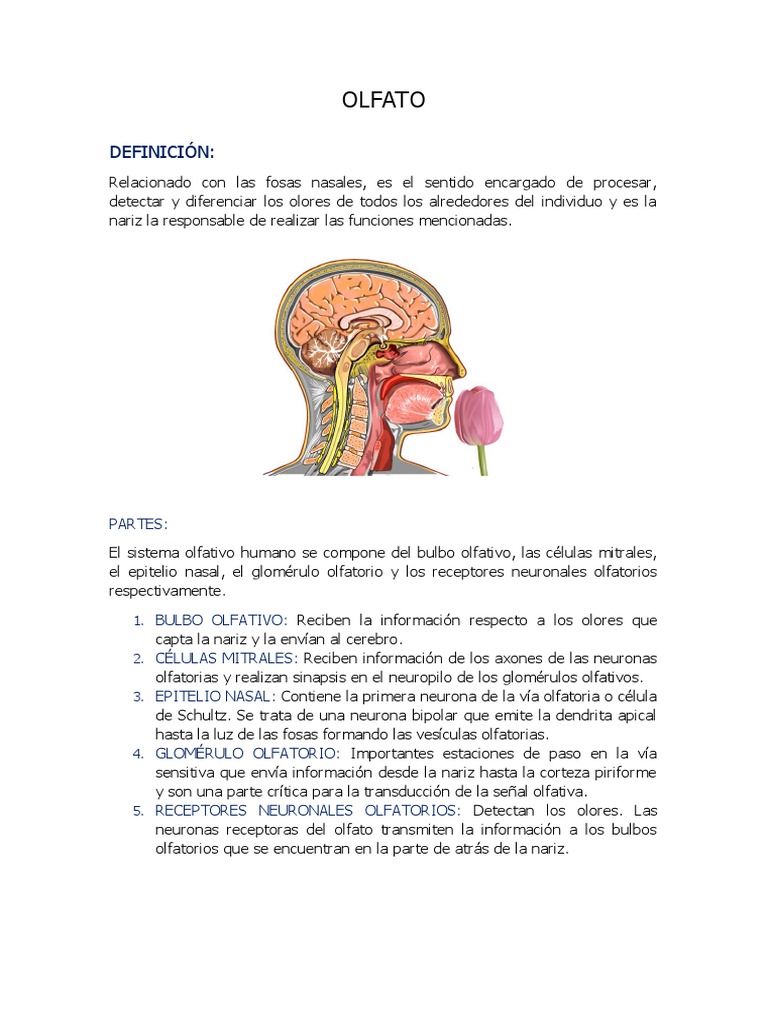 Anatomía y Funciones del Olfato | PDF | Salud y bienestar