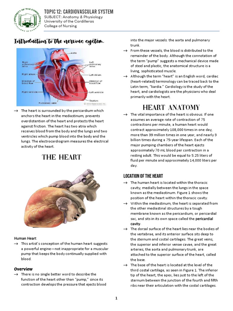 TOPIC 12 The Cardiovascular System | PDF | Heart Valve | Atrium (Heart)