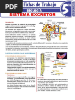 Protonefridios | PDF | Riñón | Sistema urinario