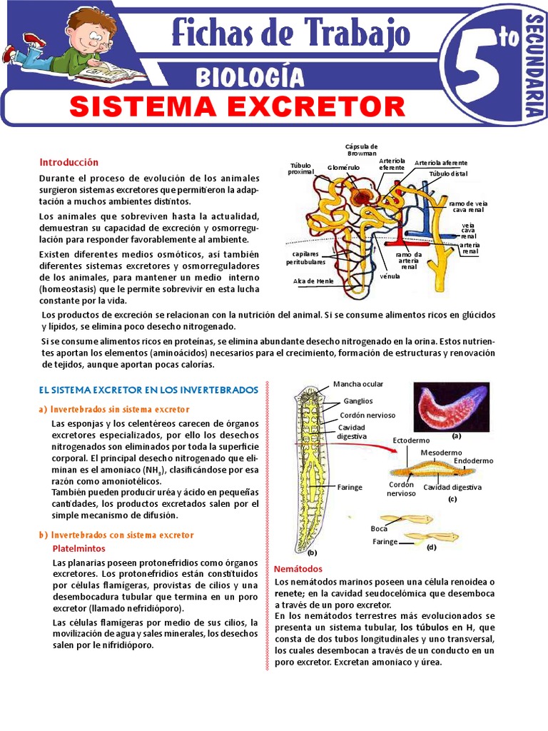 Sistemas Excretores en Invertebrados | PDF | Riñón | Sistema urinario