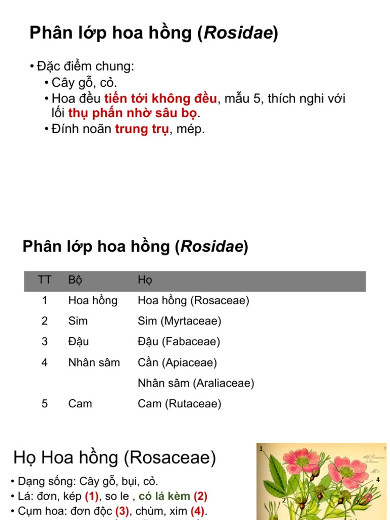 Rosidae - Hoa H NG | PDF