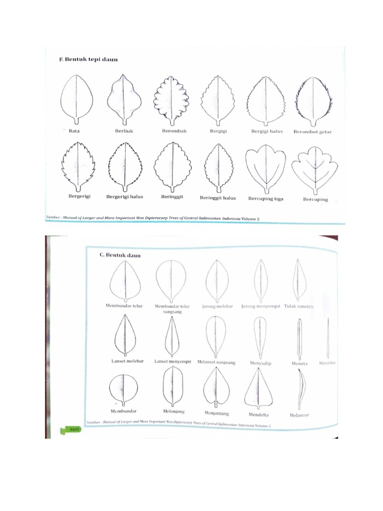 Bentuk Daun | PDF